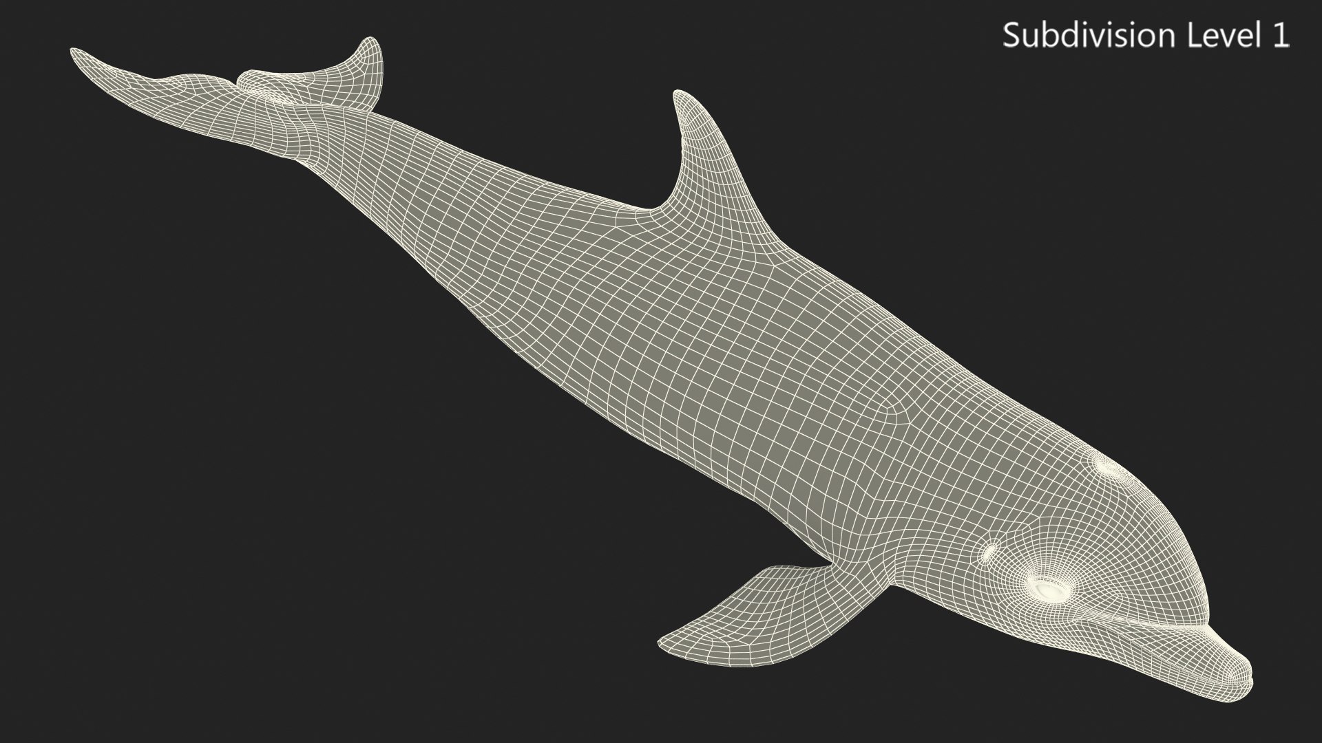 Dolphin Swimming And Jumping Animated model - TurboSquid 2007305