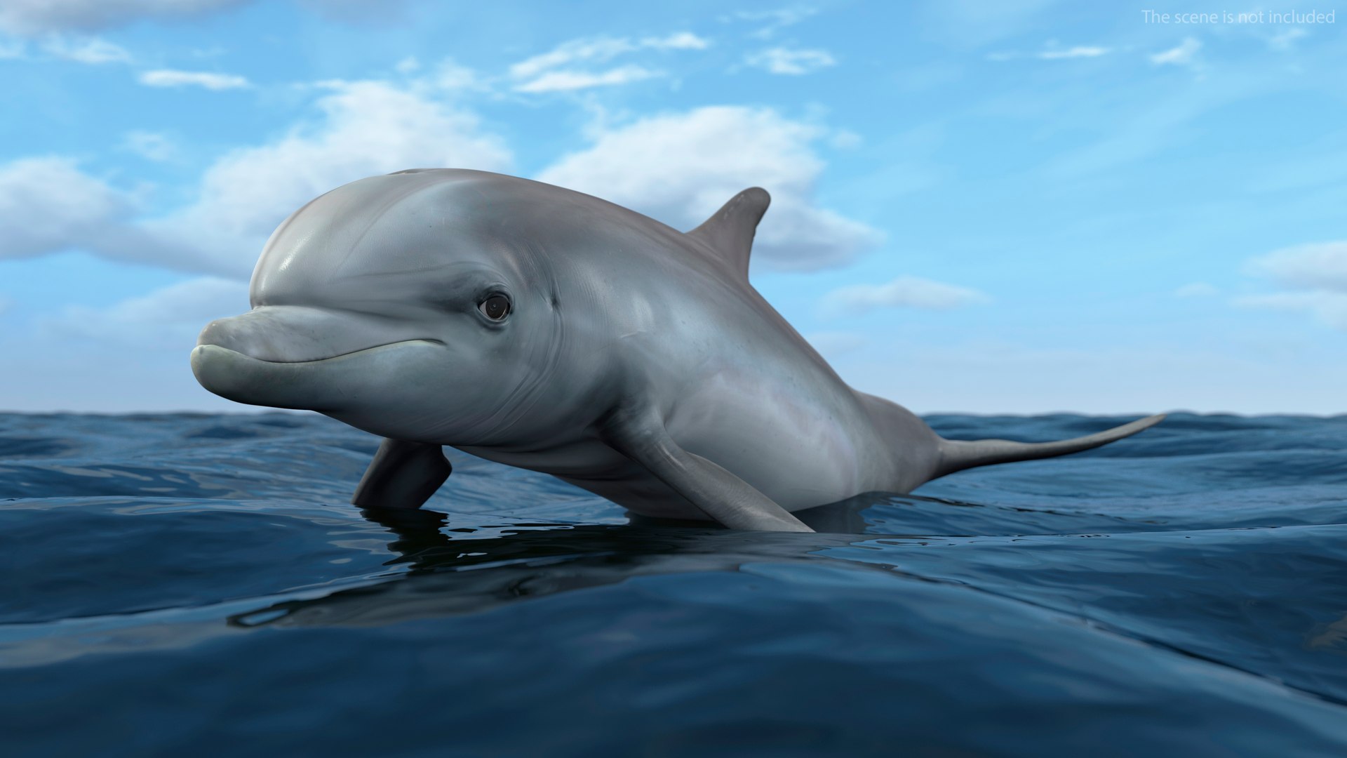 Dolphin Swimming And Jumping Animated model - TurboSquid 2007305