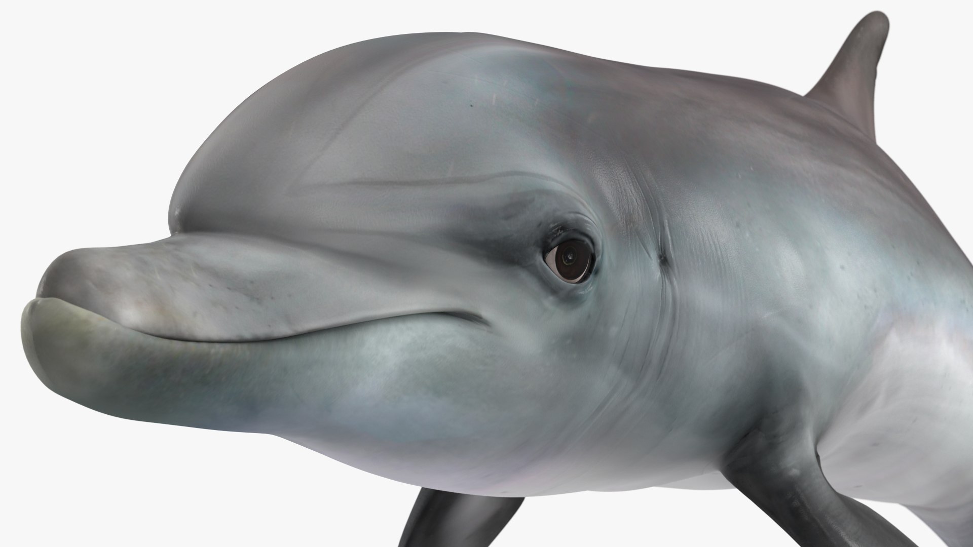 Dolphin Swimming And Jumping Animated model - TurboSquid 2007305