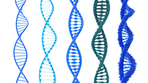 dna 3d model