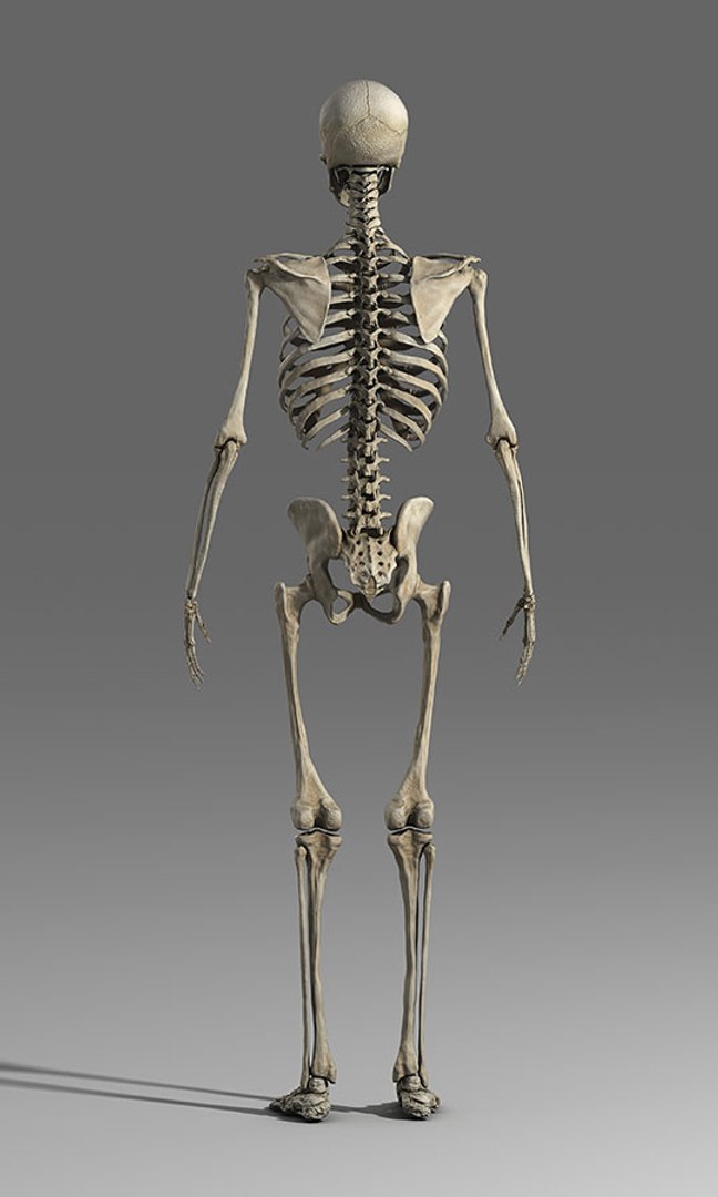 3d Ma Male Skeleton
