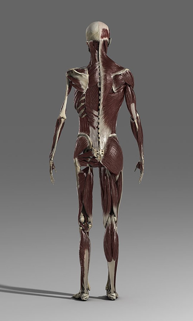 3d Ma Male Skeleton