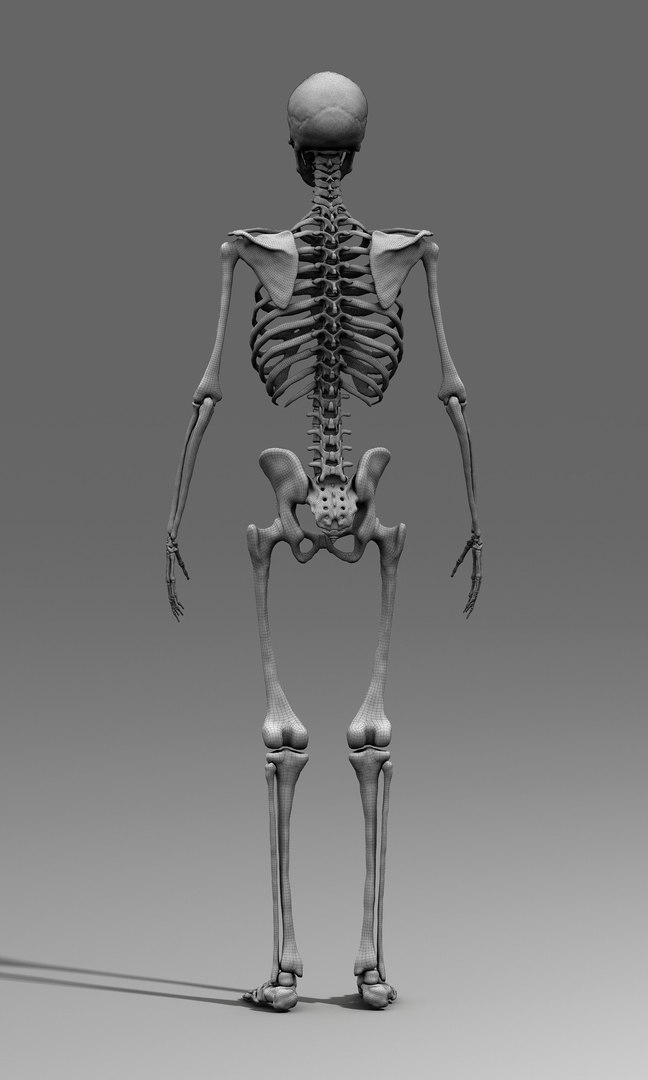 3d Ma Male Skeleton