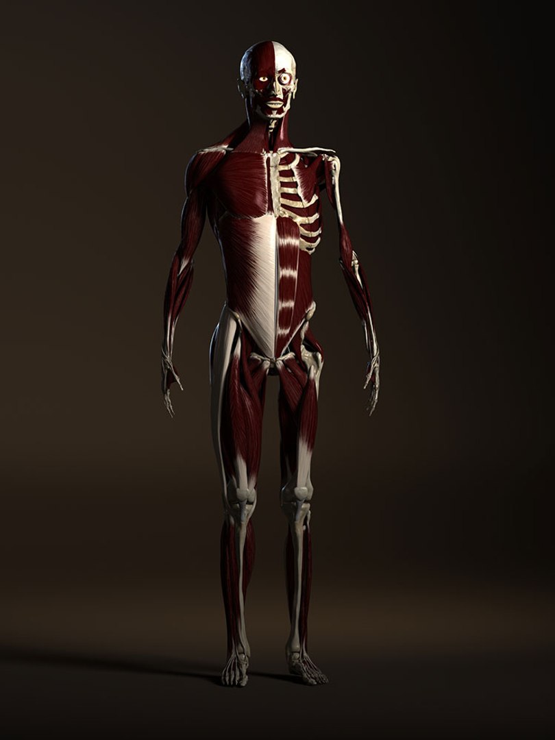 3d Ma Male Skeleton