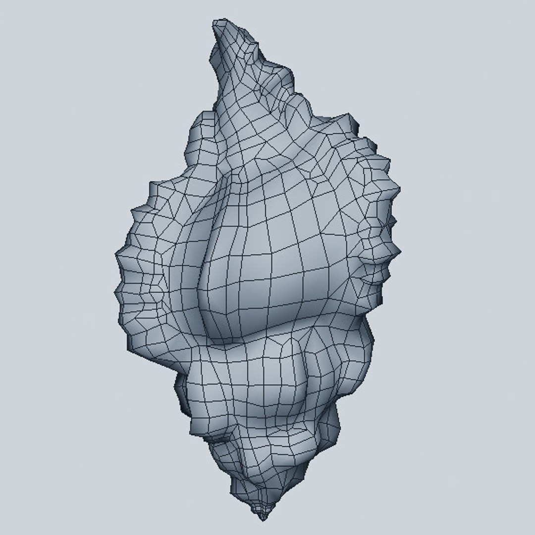 seashell sea shell 3d max