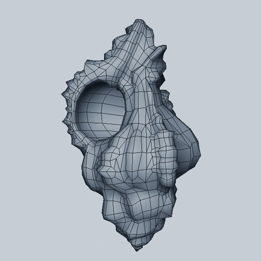 seashell sea shell 3d max