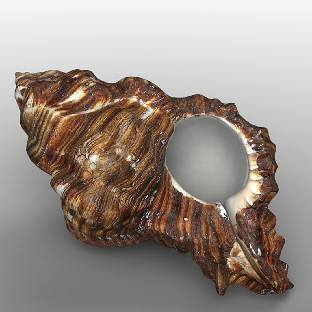 seashell sea shell 3d max
