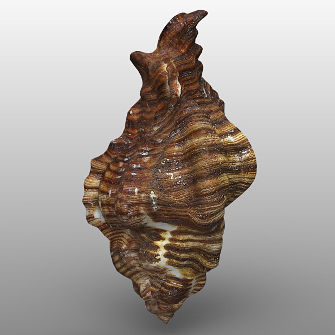 seashell sea shell 3d max