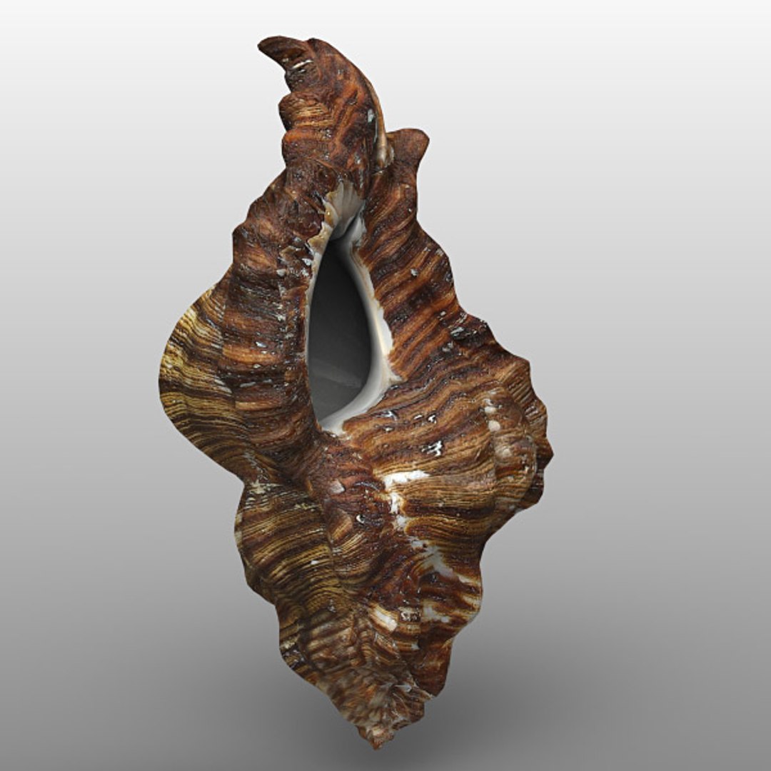seashell sea shell 3d max