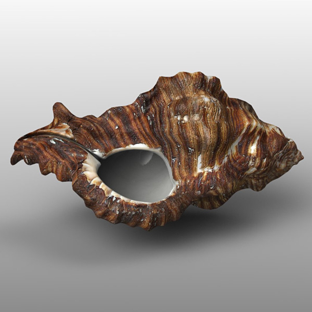 seashell sea shell 3d max