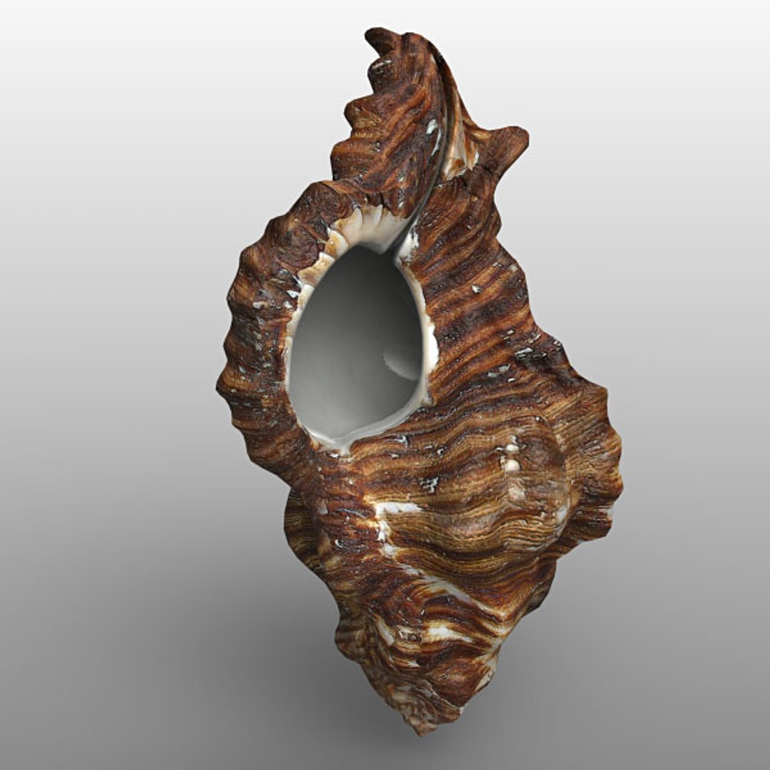 seashell sea shell 3d max
