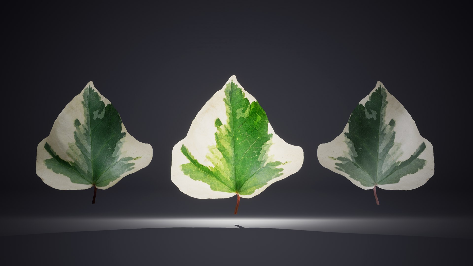Leaf Leaves 3D Model - TurboSquid 1257703