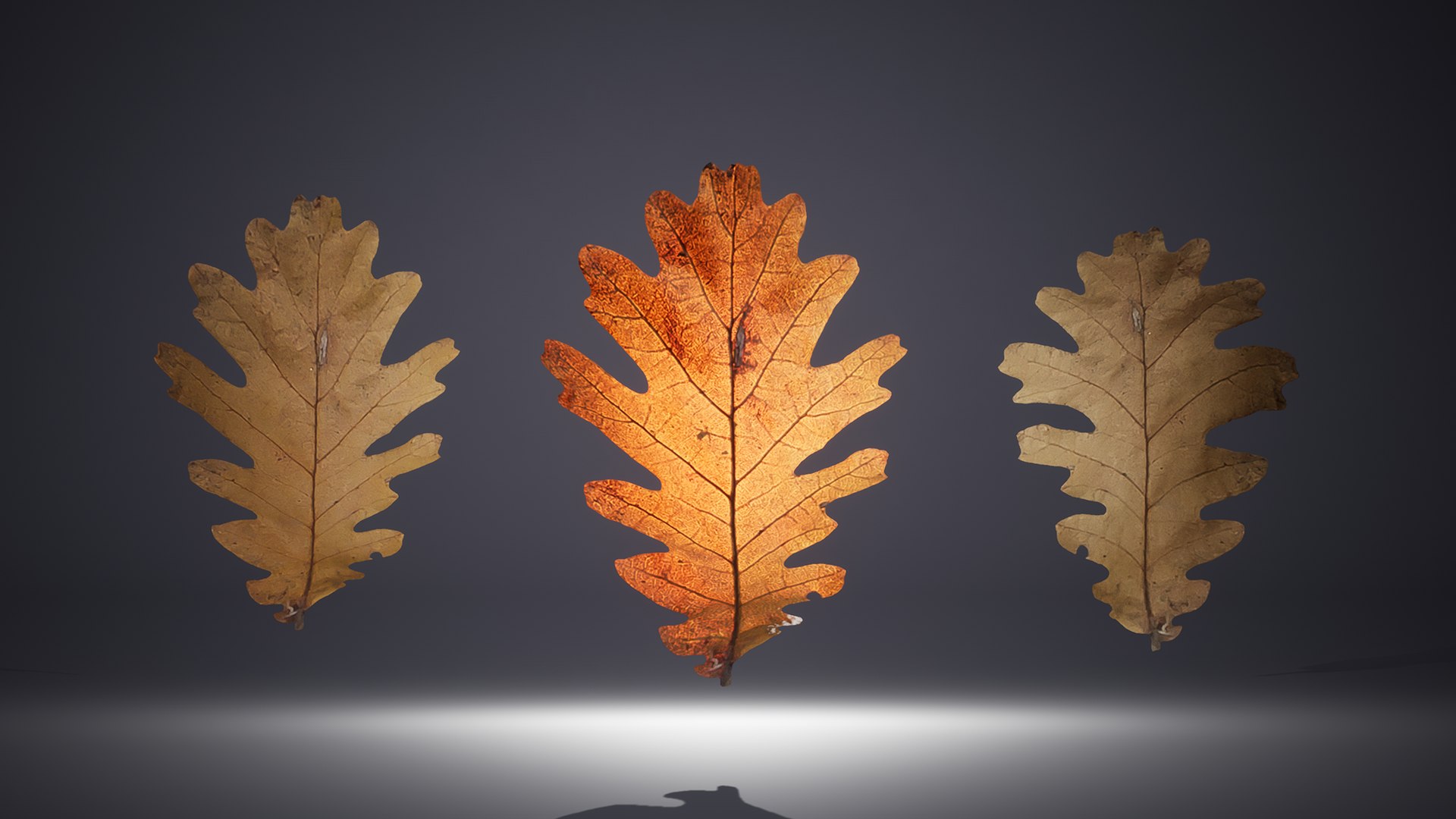 Leaf leaves 3D model - TurboSquid 1257703
