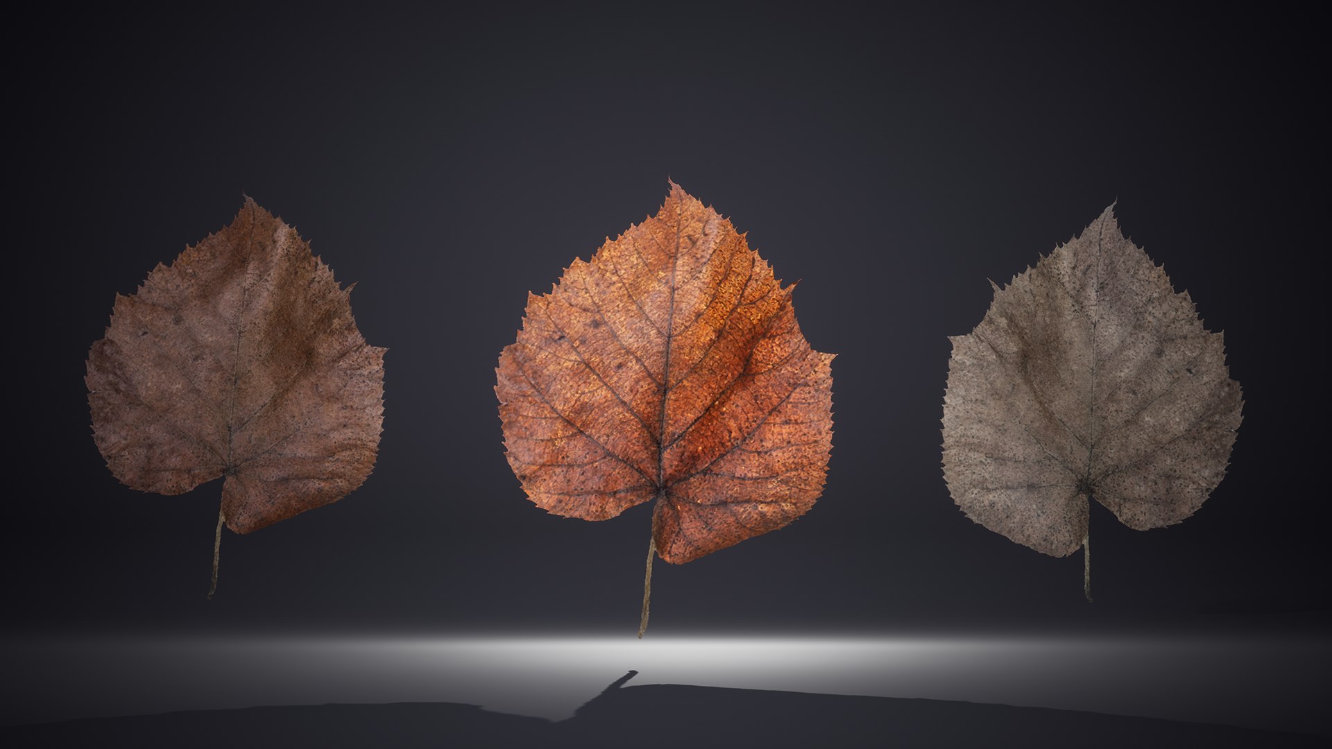 Leaf leaves 3D model - TurboSquid 1257703