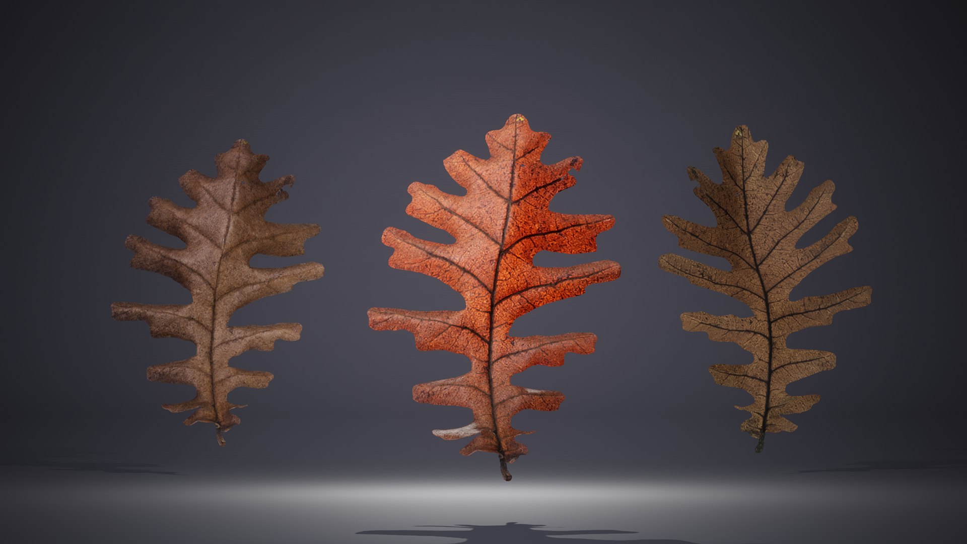 Leaf leaves 3D model - TurboSquid 1257703