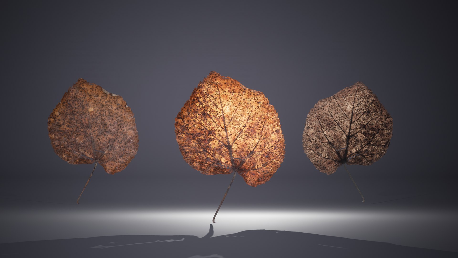 Leaf leaves 3D model - TurboSquid 1257703
