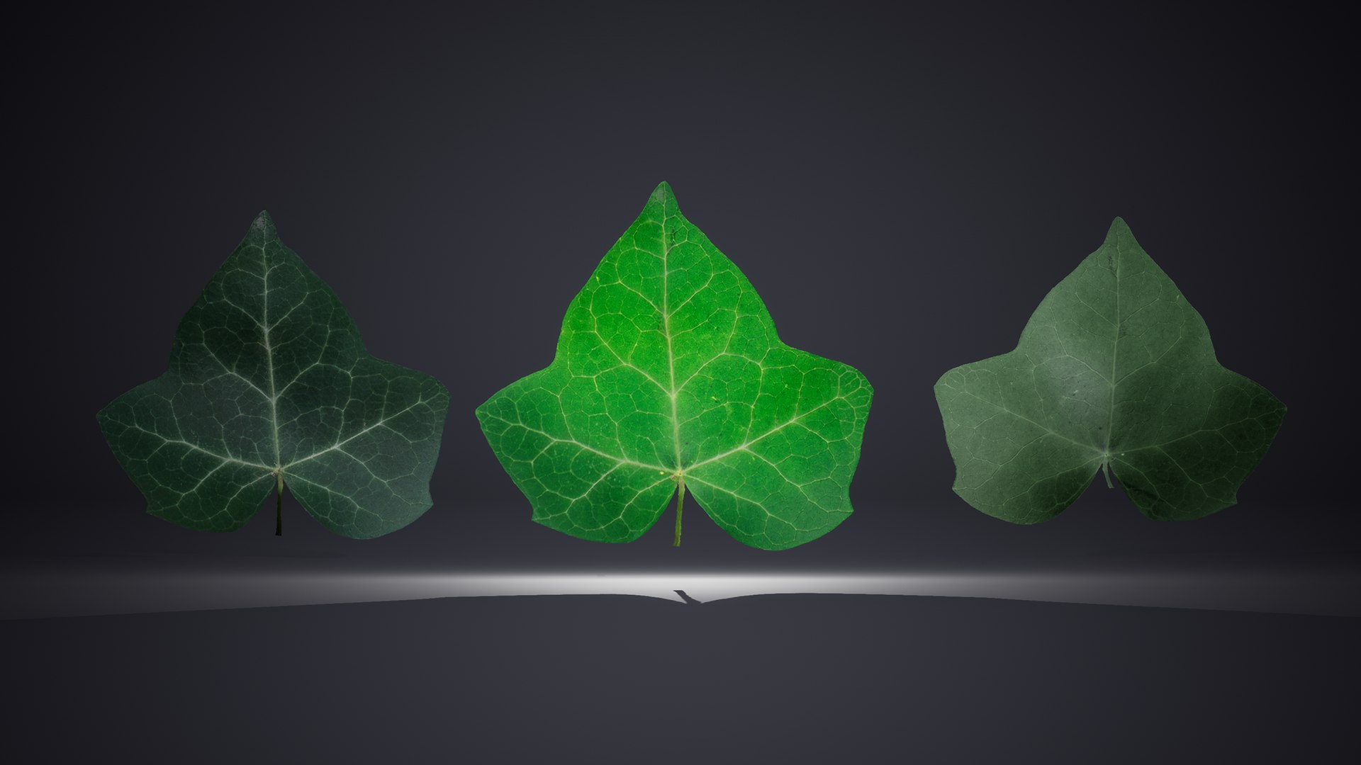 Leaf leaves 3D model - TurboSquid 1257703