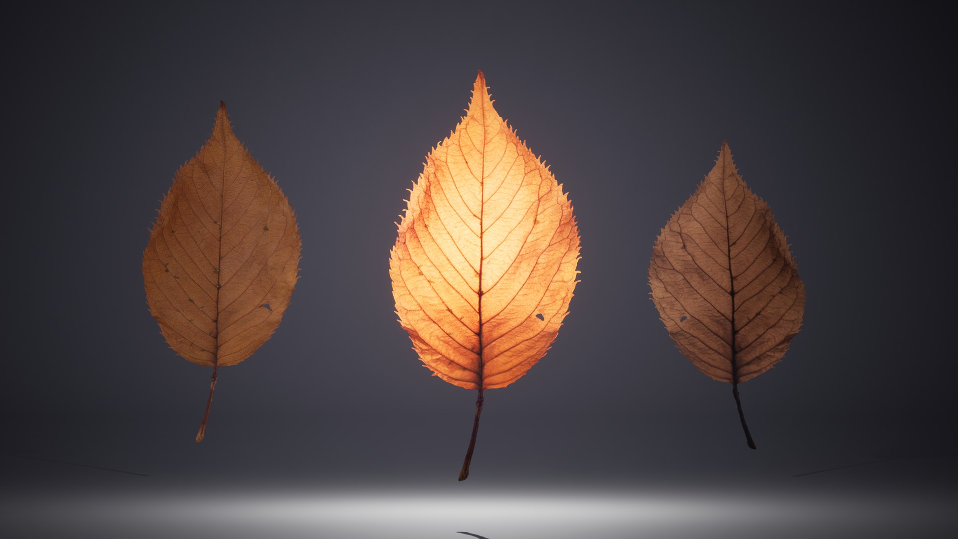 Leaf leaves 3D model - TurboSquid 1257703