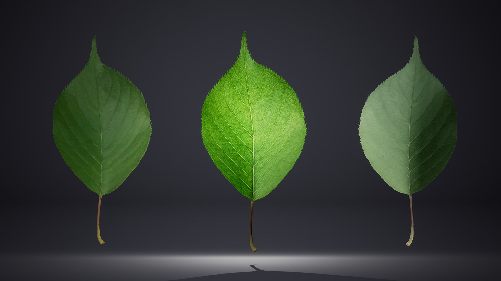 Leaf leaves 3D model - TurboSquid 1257703