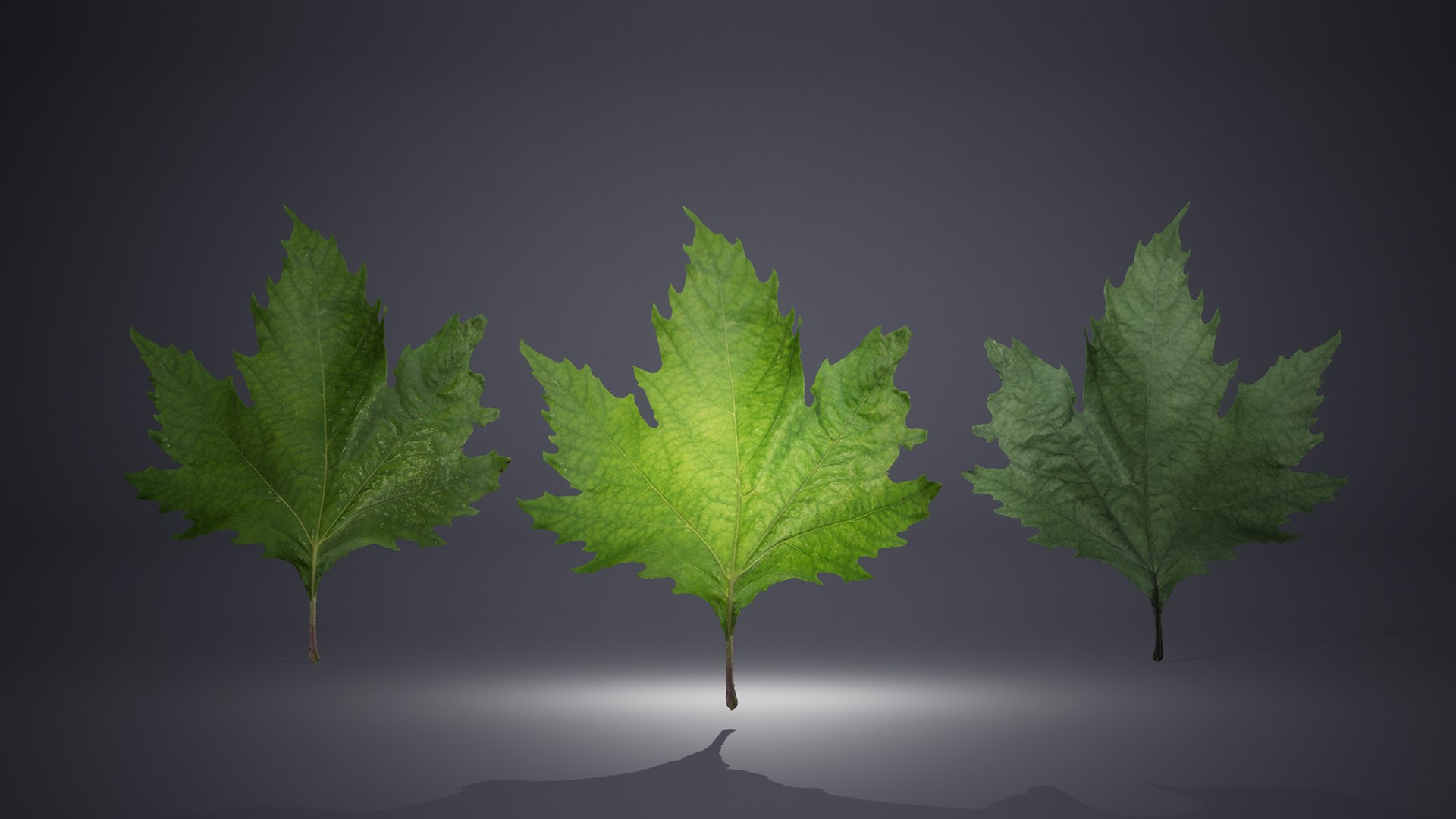 Leaf Leaves 3D Model - TurboSquid 1257703