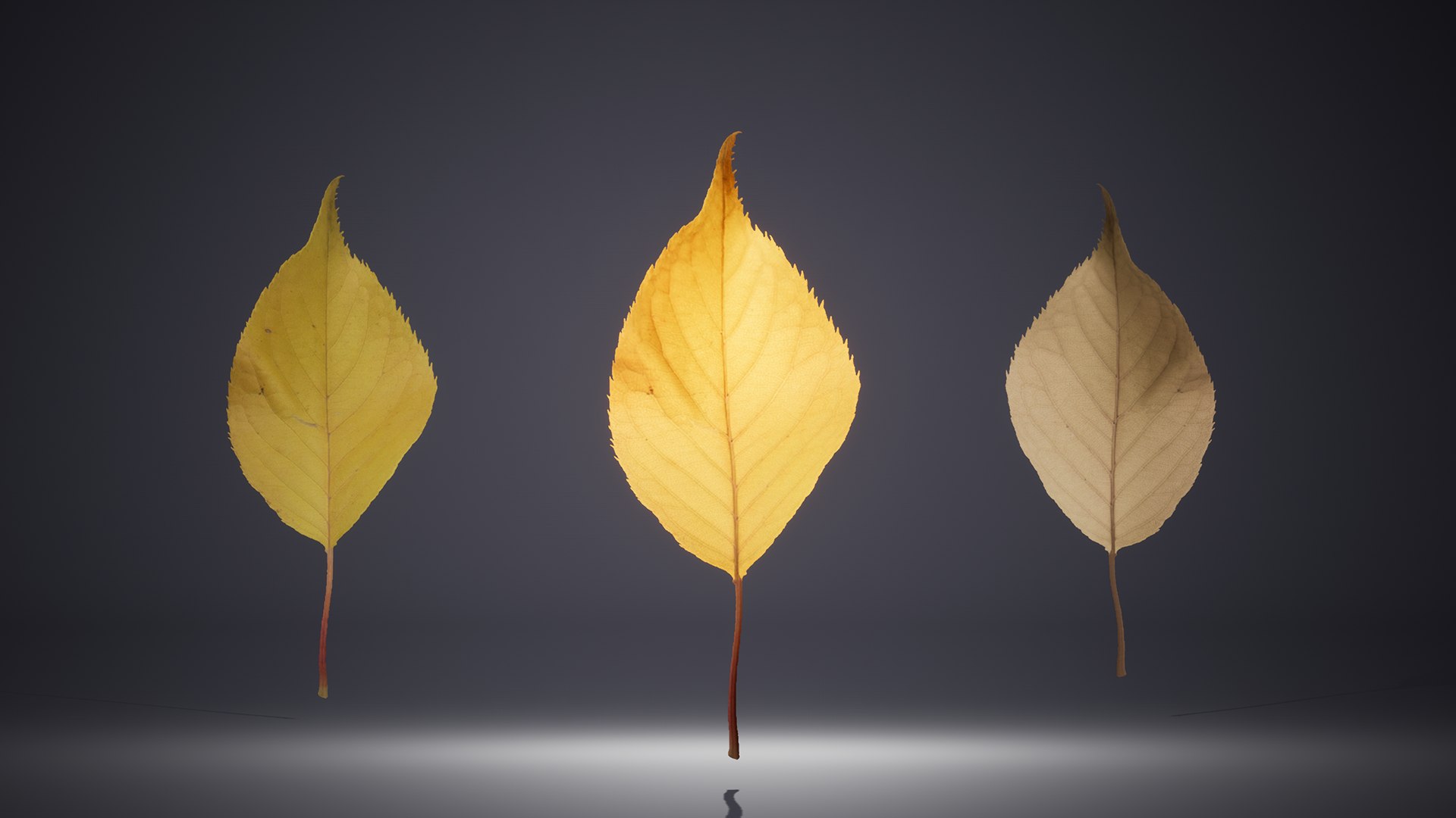 Leaf leaves 3D model - TurboSquid 1257703