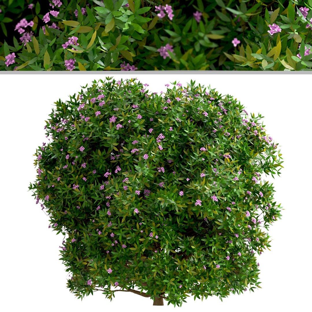 3D Set Of Daphne Odora Or Winter Daphne Bush -2 Bushes Model ...