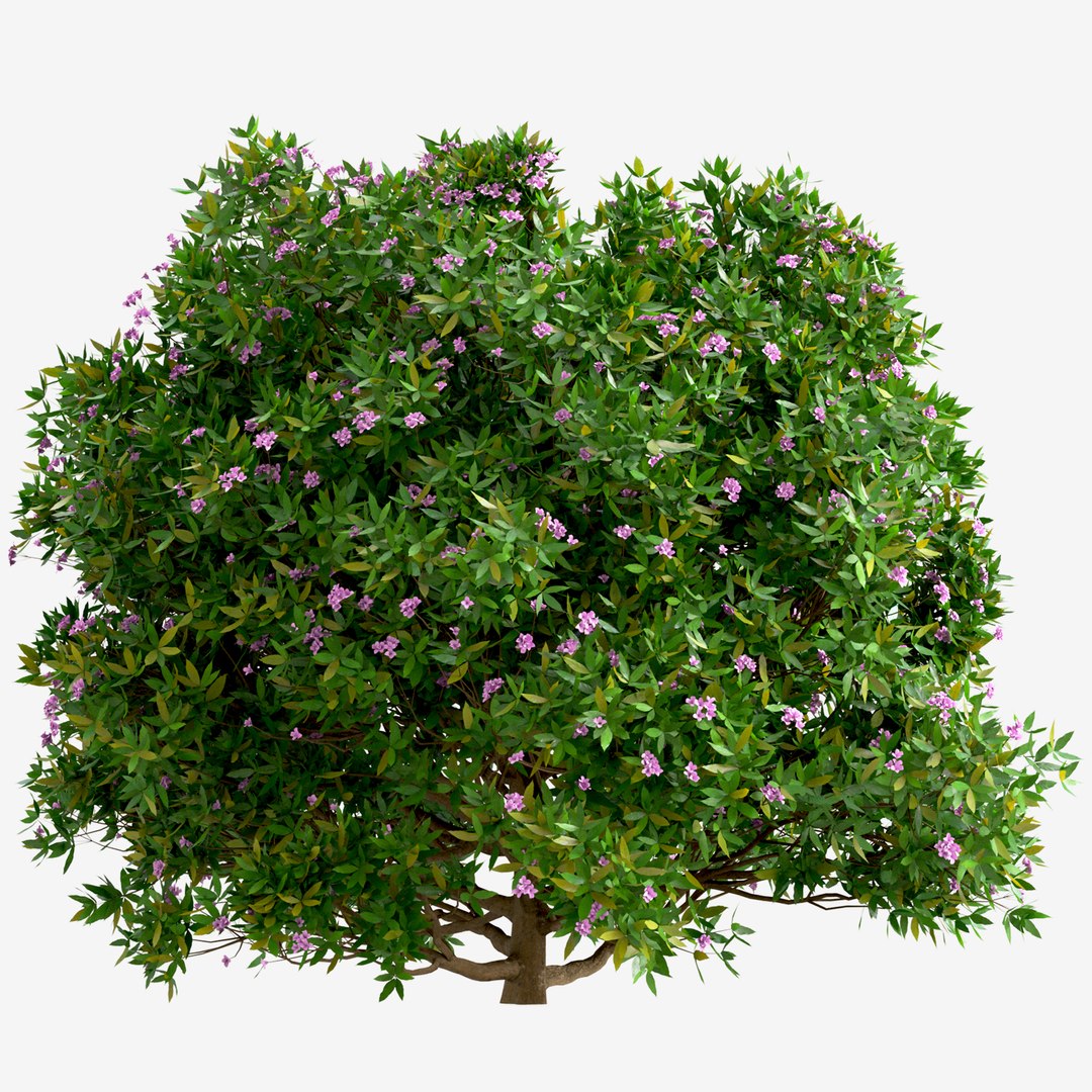 3D Set Of Daphne Odora Or Winter Daphne Bush -2 Bushes Model ...