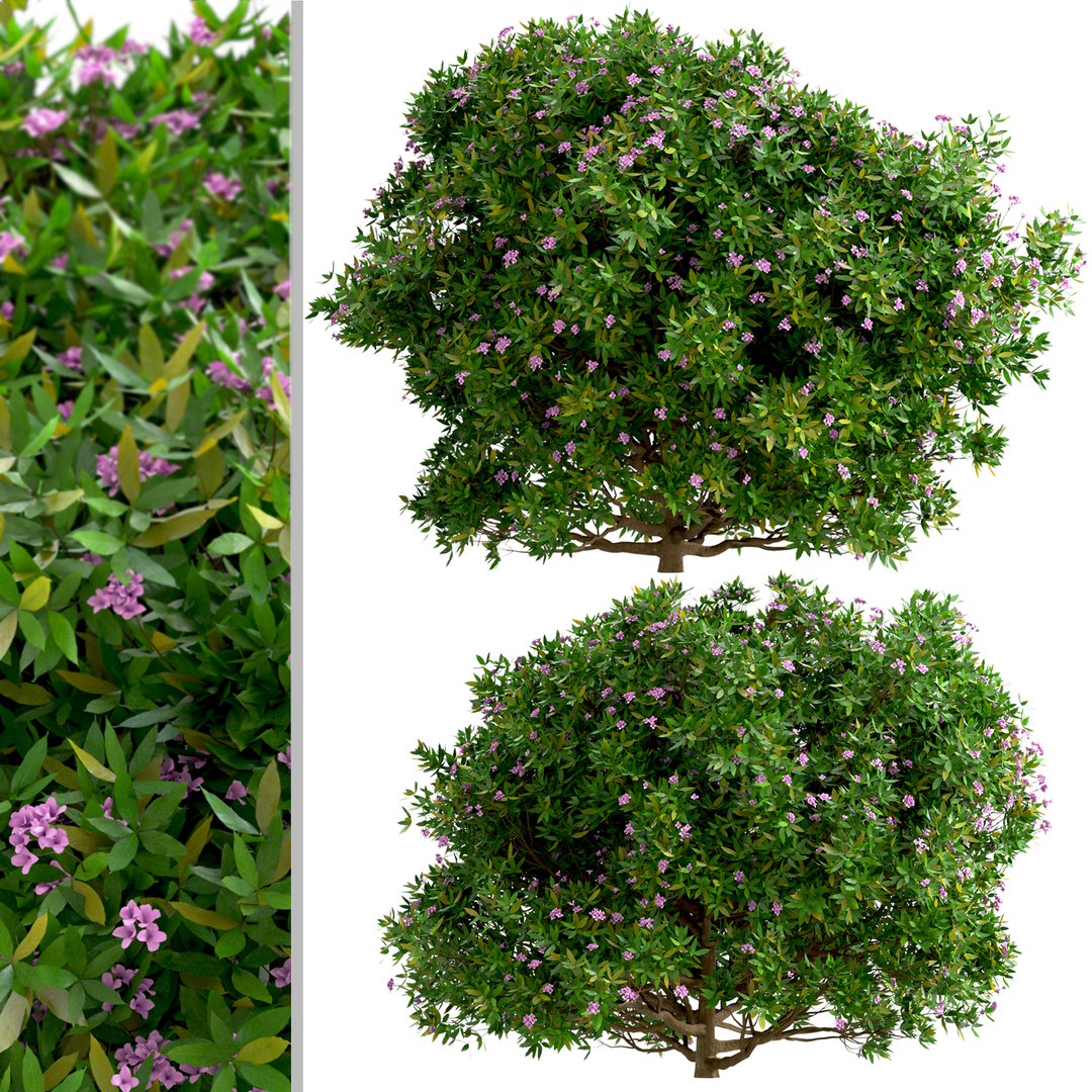 3D Set Of Daphne Odora Or Winter Daphne Bush -2 Bushes Model ...