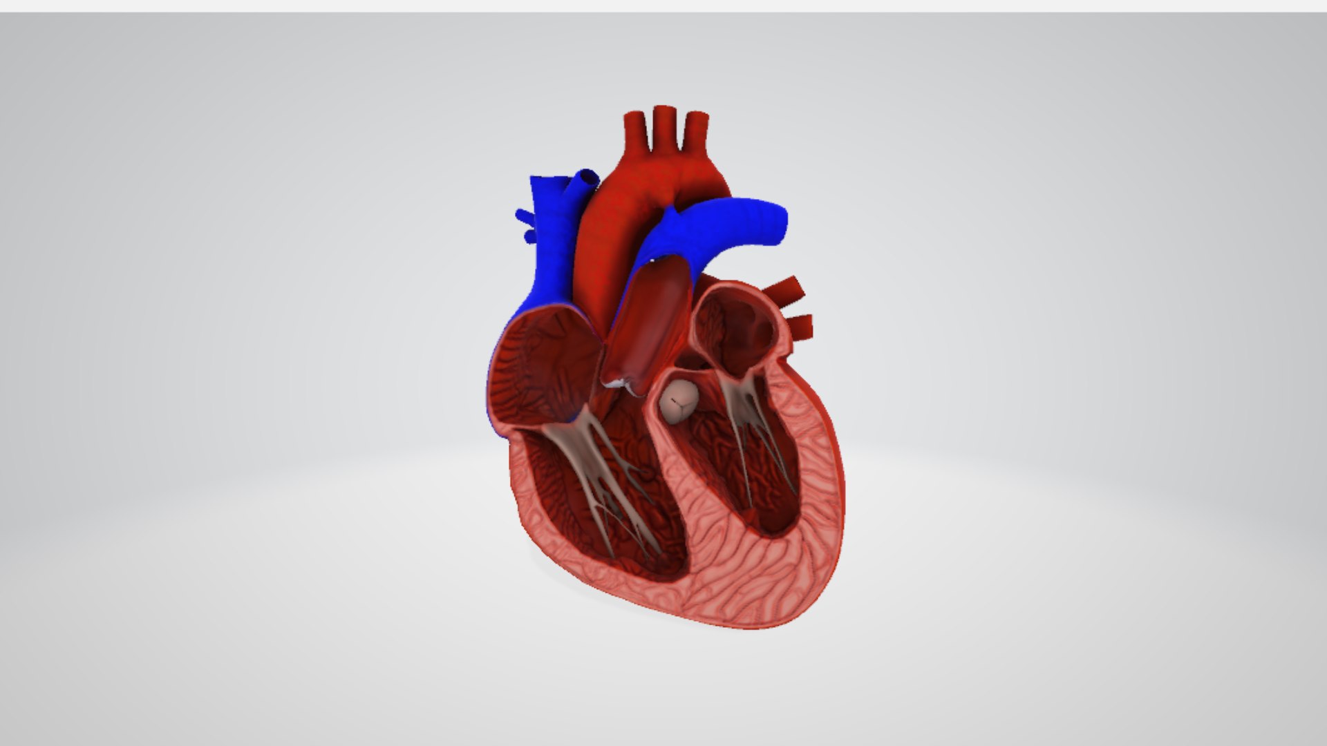 Beating Heart 3D Model 3D Model - TurboSquid 2245010