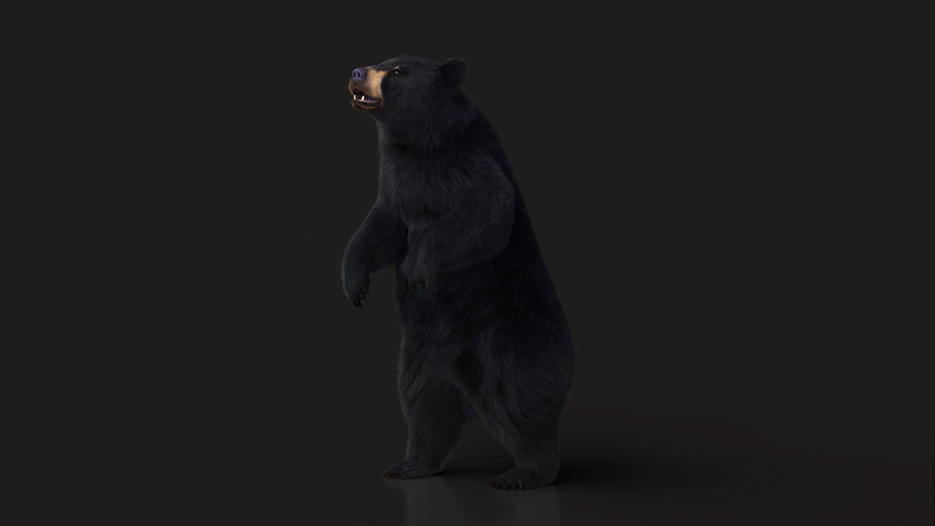 3D Black Bear ANIMATED Xgen-core - TurboSquid 2341951