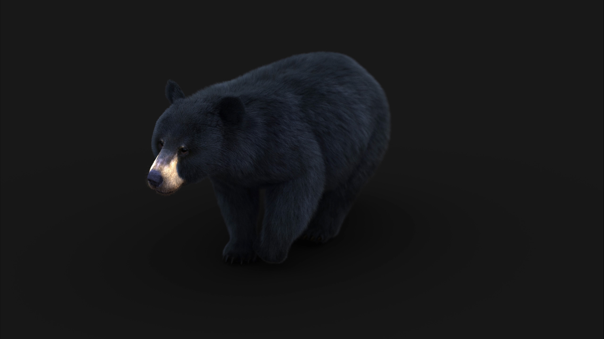 3D Black Bear ANIMATED Xgen-core - TurboSquid 2341951