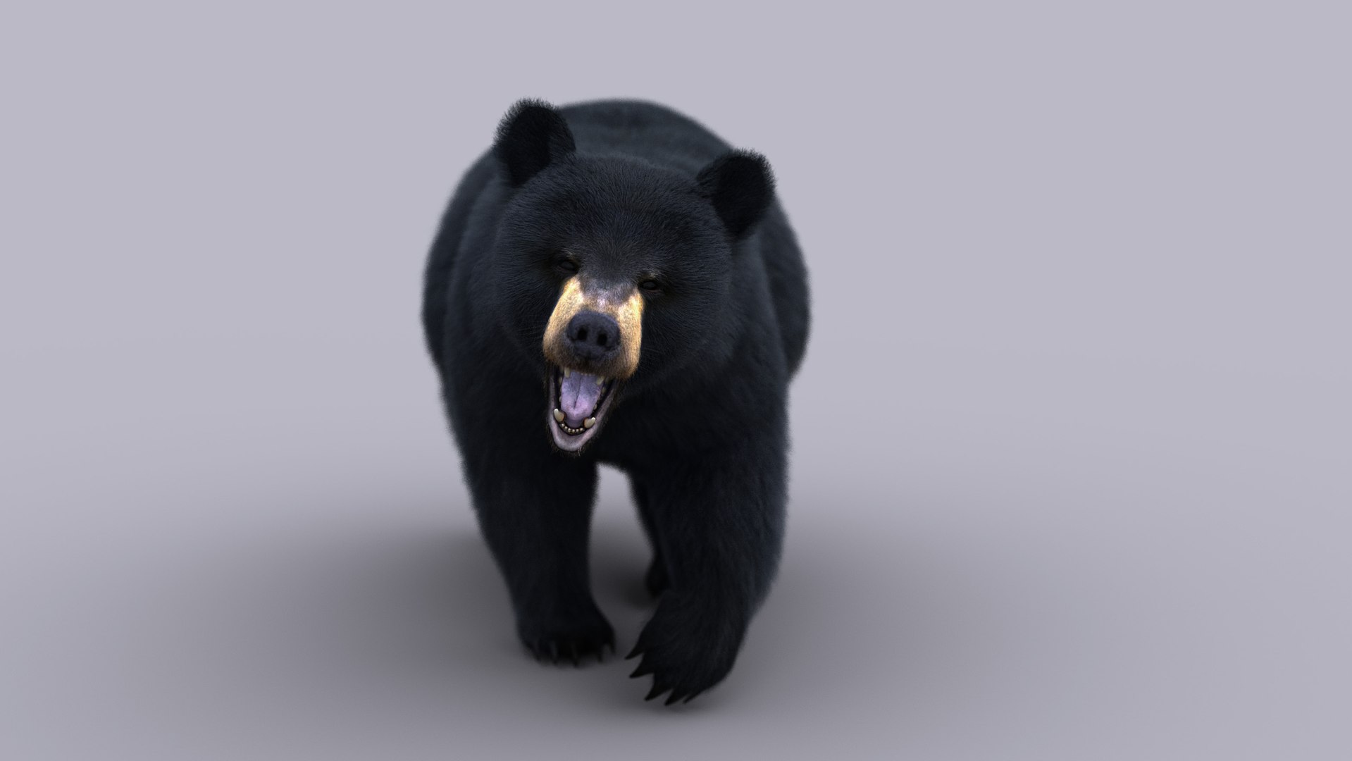 3D Black Bear ANIMATED Xgen-core - TurboSquid 2341951