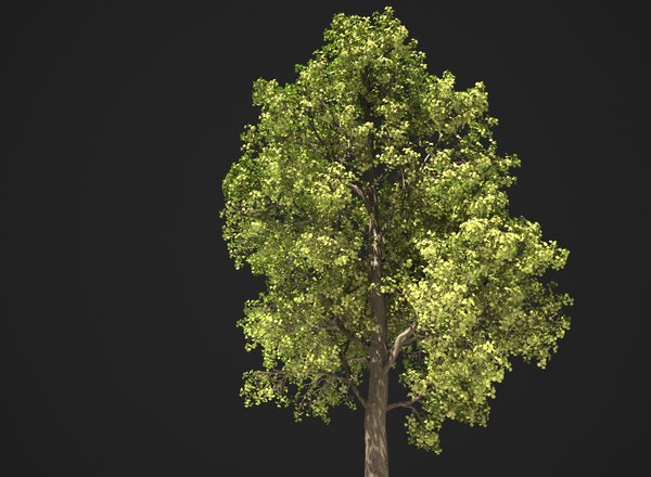 3D oak tree animation model - TurboSquid 1180520