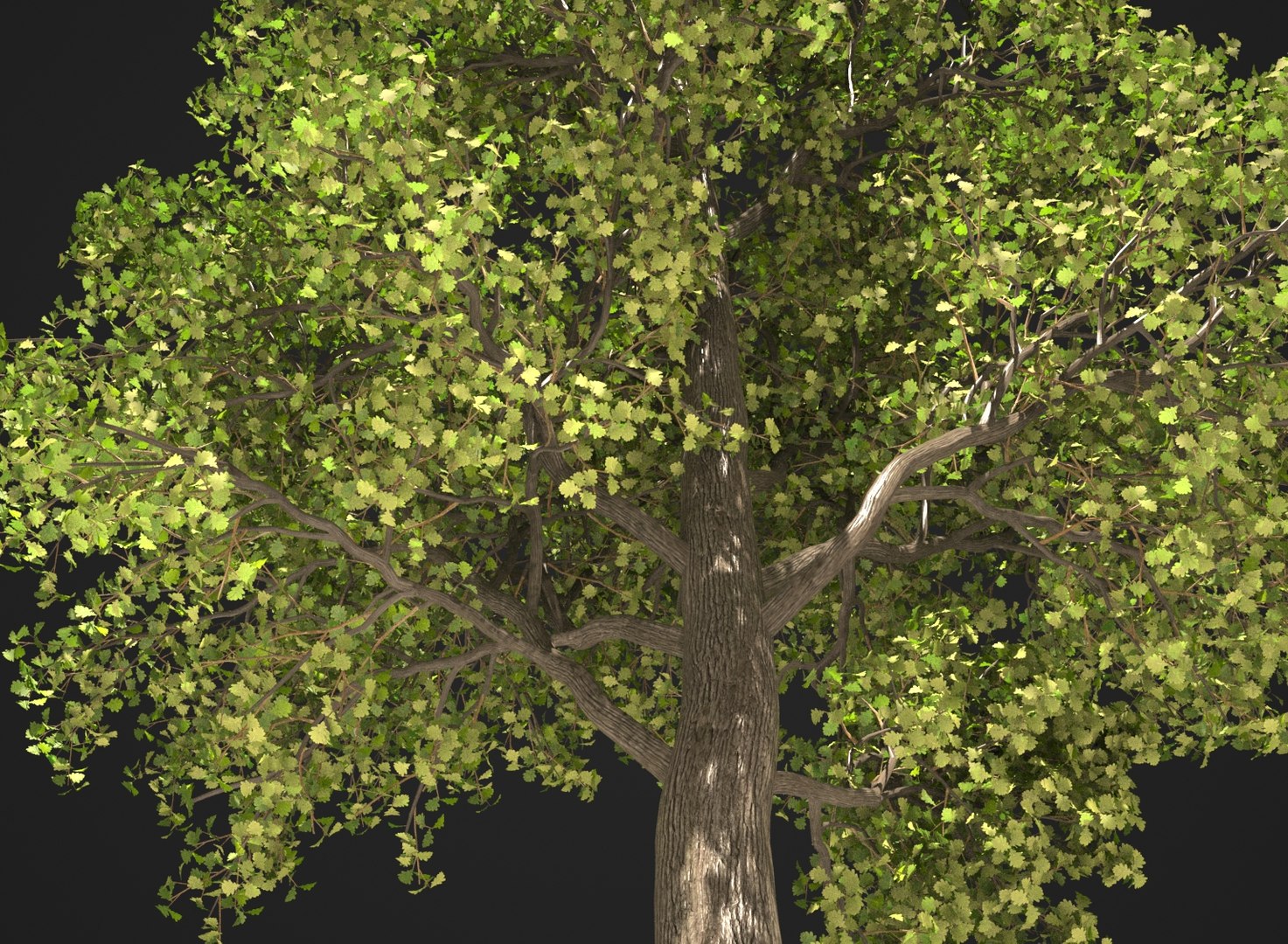 3D Oak Tree Animation Model - TurboSquid 1180520