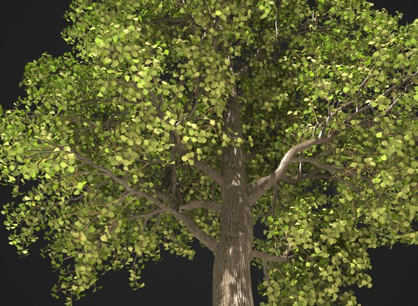 3D oak tree animation model - TurboSquid 1180520