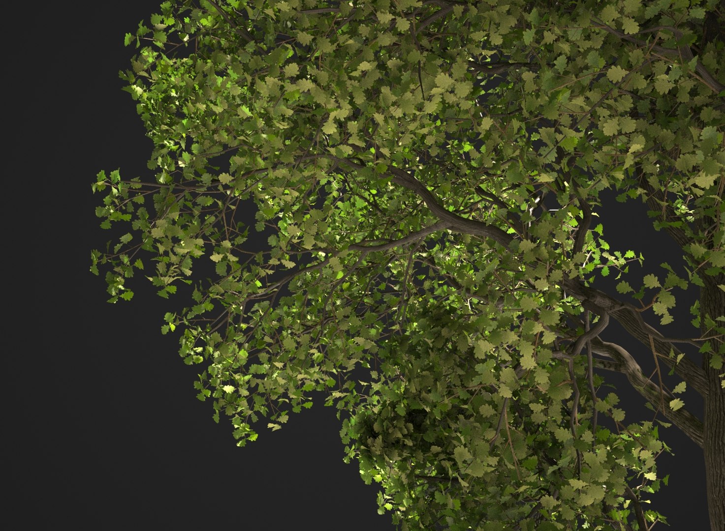 3D Oak Tree Animation Model - TurboSquid 1180520