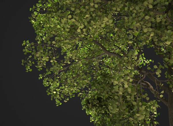 3D oak tree animation model - TurboSquid 1180520