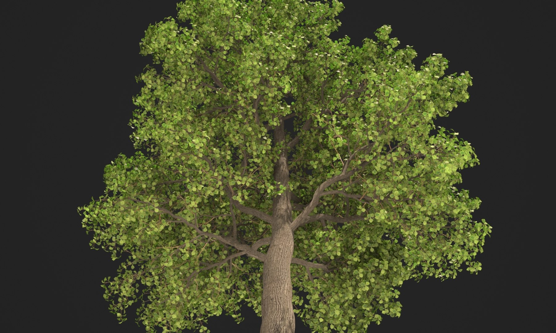 3D Oak Tree Animation Model - TurboSquid 1180520