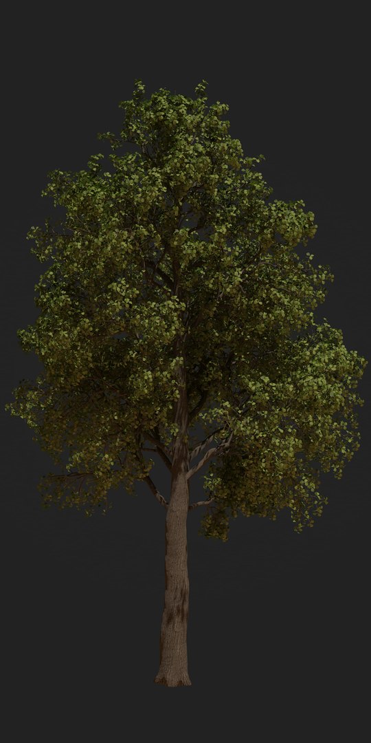 3D Oak Tree Animation Model - TurboSquid 1180520
