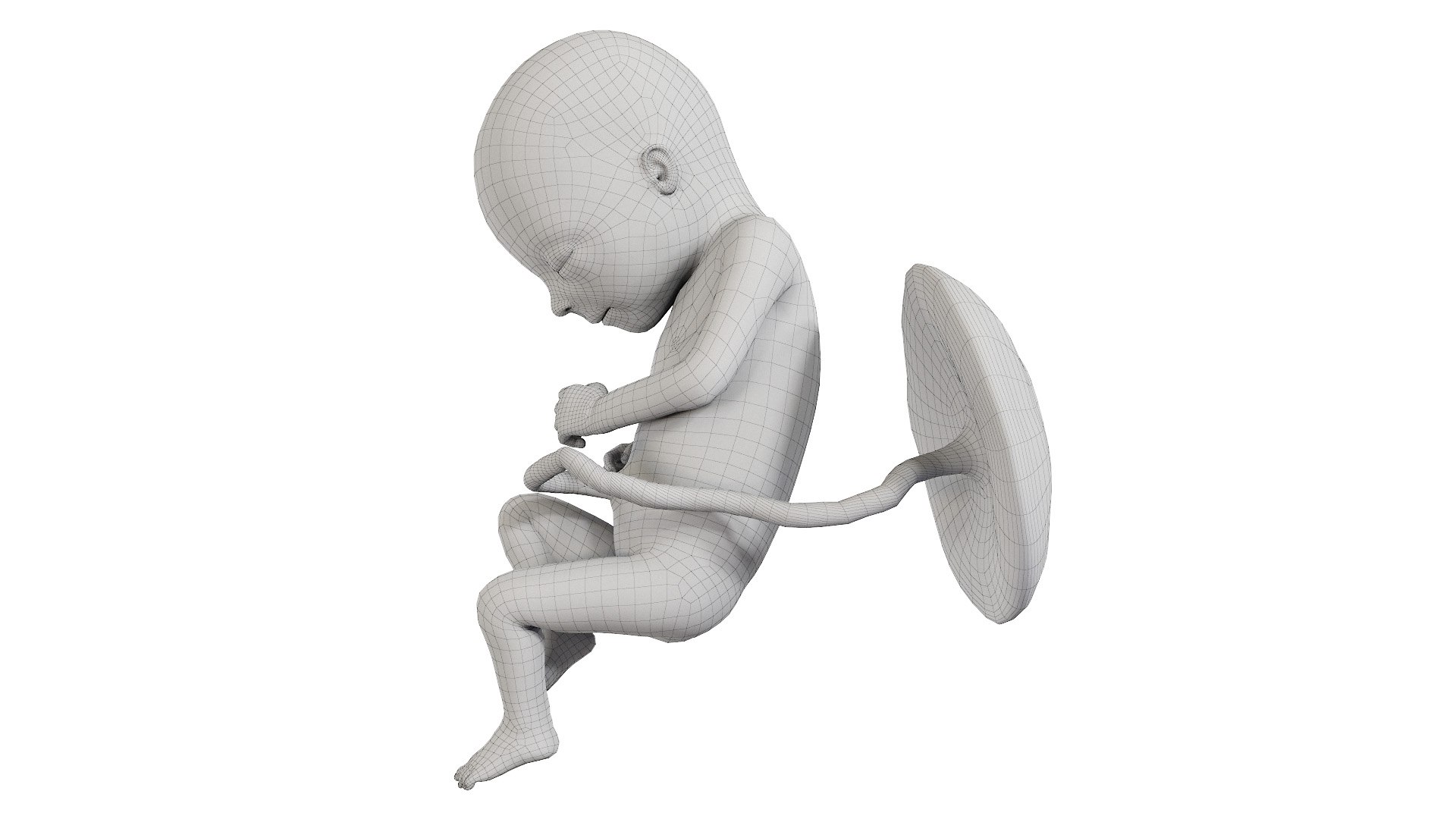 3D Fetus Week 17 Animated Model - TurboSquid 1858638