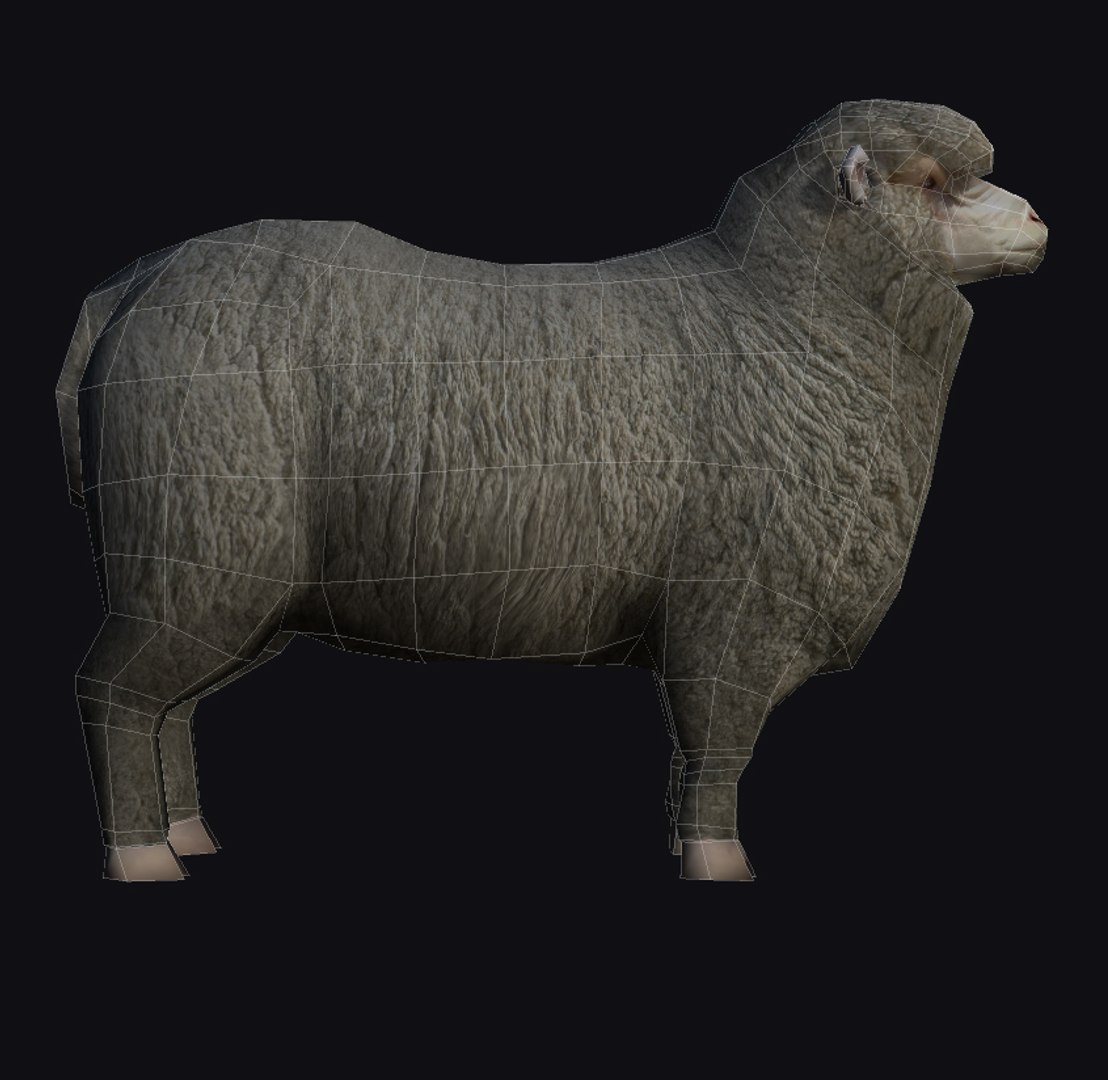 3D Sheep - TurboSquid 524369