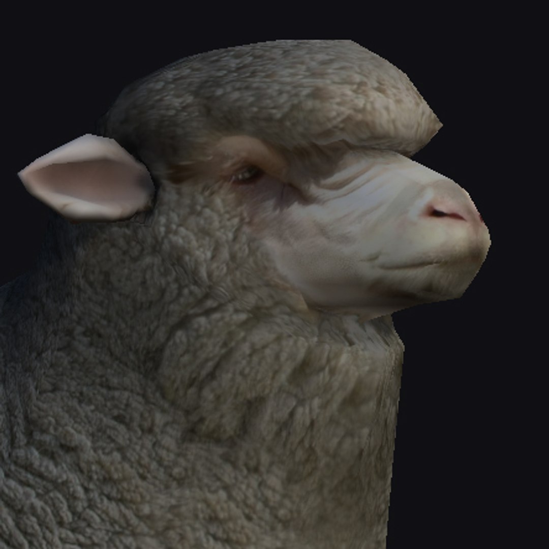 3D Sheep - TurboSquid 524369