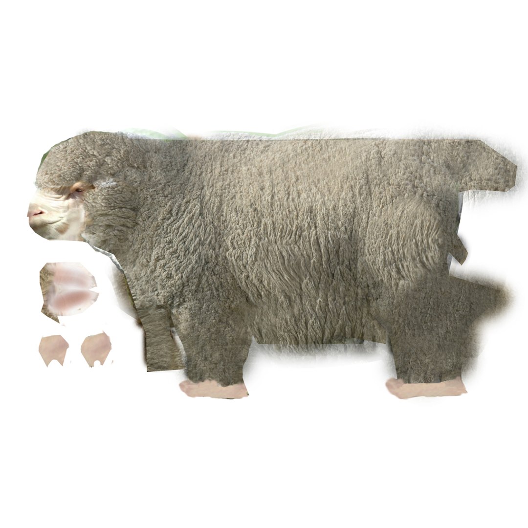 3D Sheep - TurboSquid 524369