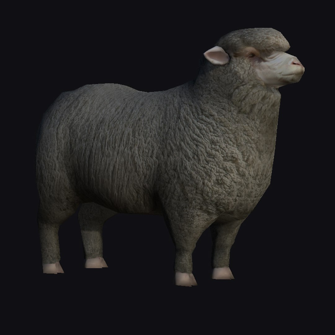 3D Sheep - TurboSquid 524369