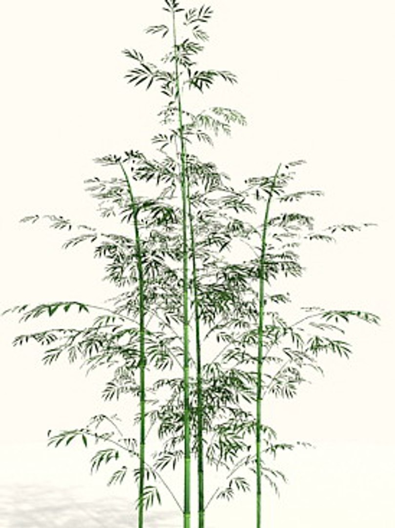 3d Bamboo Model
