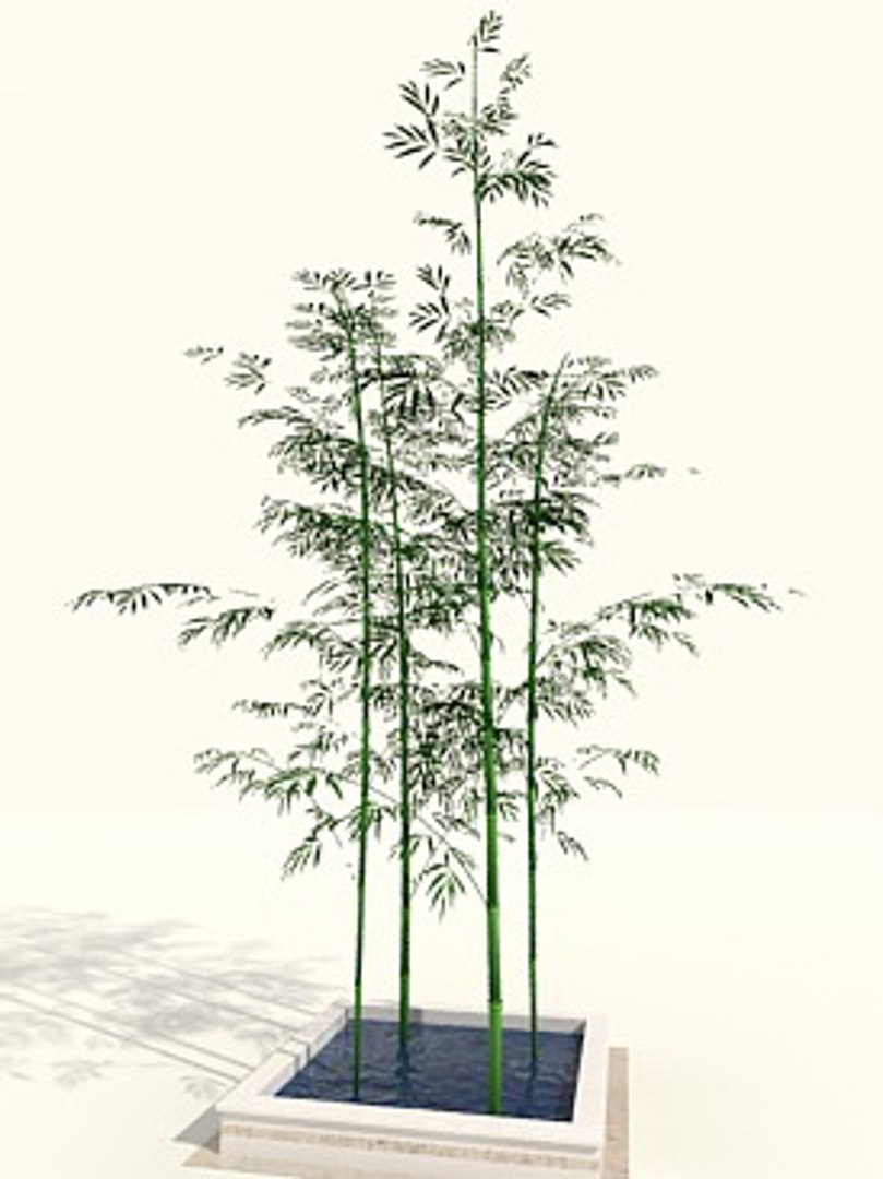 3d Bamboo Model