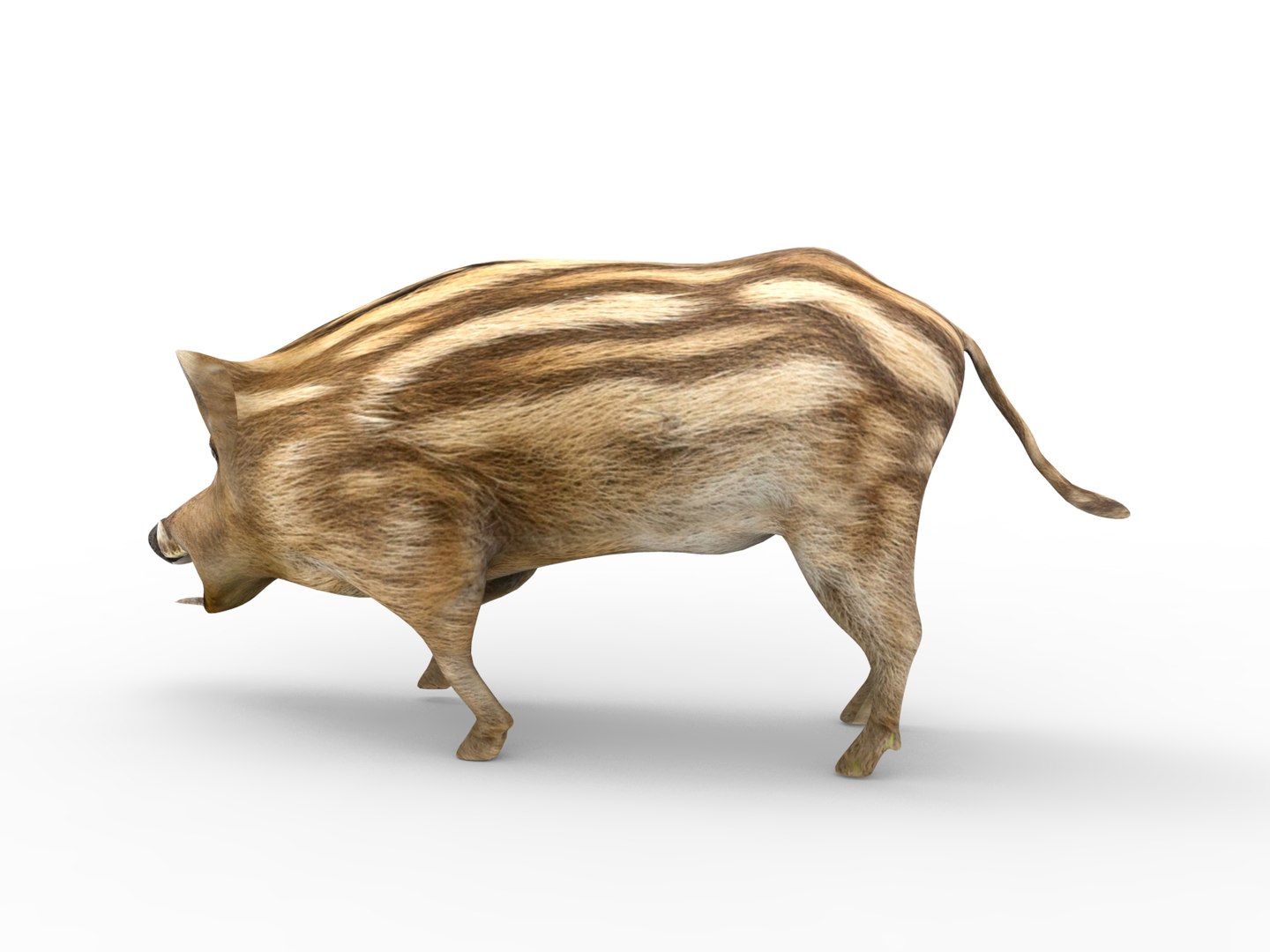 Wild Boar Rigged 3D - TurboSquid 1241178