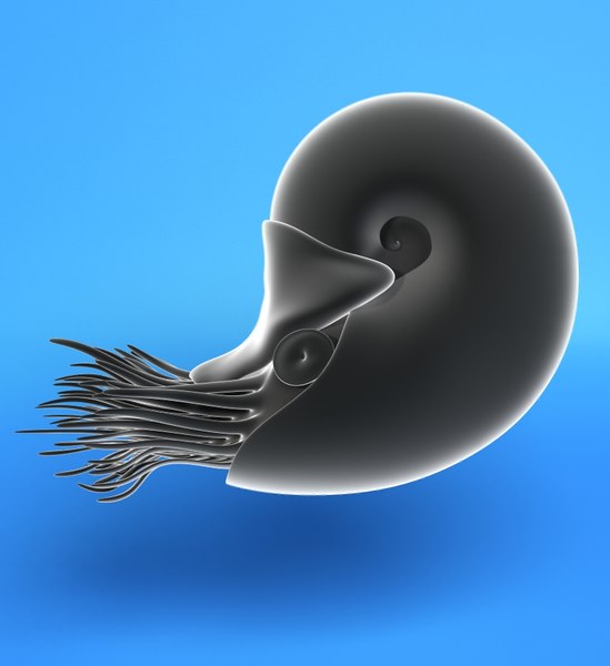 Nautilus Shell 3D Models for Download | TurboSquid
