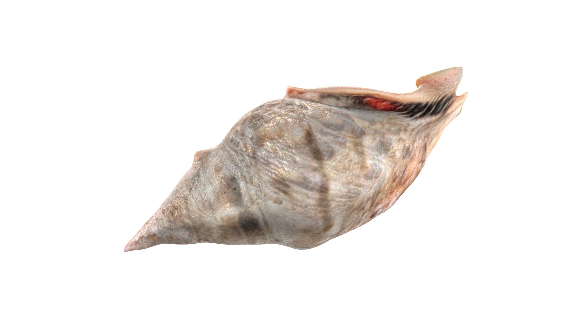 Conch Shell V1 3D Model - TurboSquid 2370726