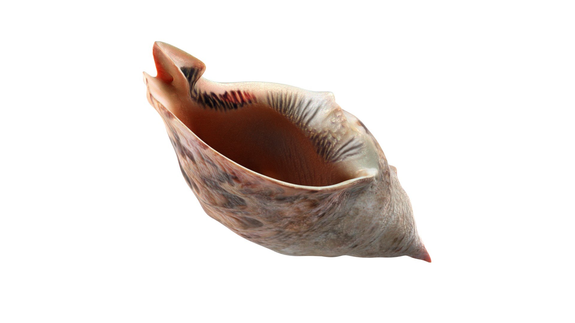Conch Shell V1 3D Model - TurboSquid 2370726